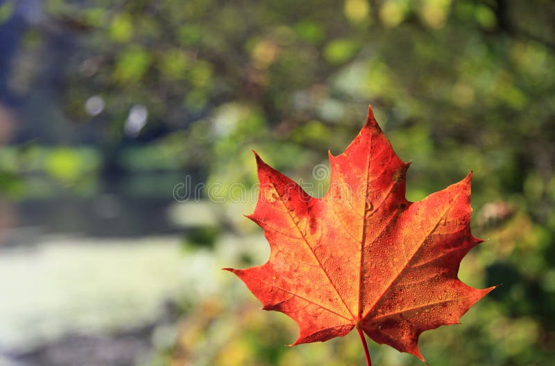 Maple Leaf With Autumn Colors Stock Photo - Image of foliage, beautiful ...