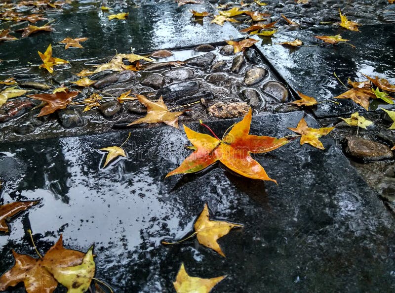 Maple leaf in autumn stock photo. Image of leavesn, leaves - 80147998