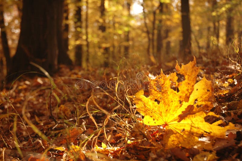 Maple Leaf in Autumn Forest Stock Photo - Image of nature, orange: 2423142