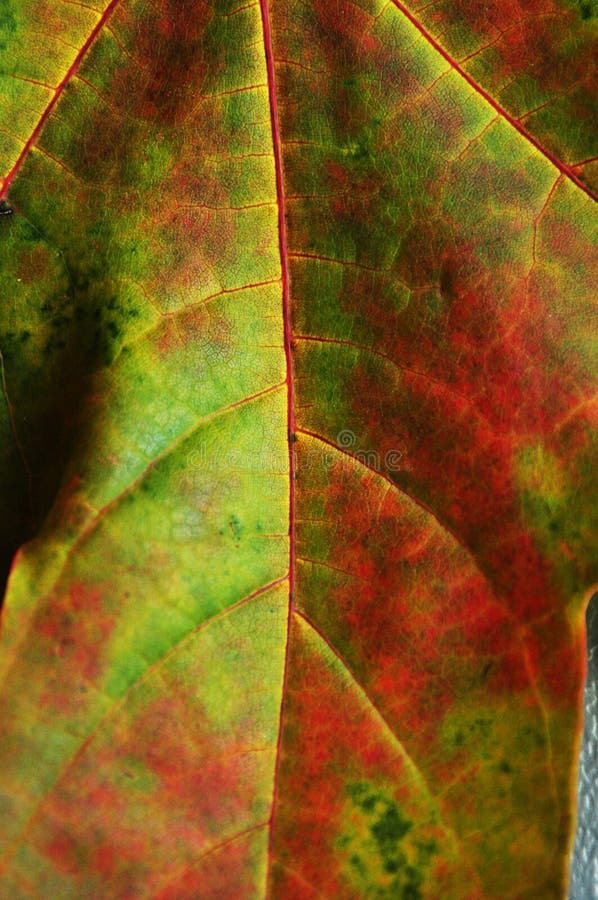 Maple Leaf, Autumn. Fragment of a Leaf, Close-up Stock Photo - Image of ...