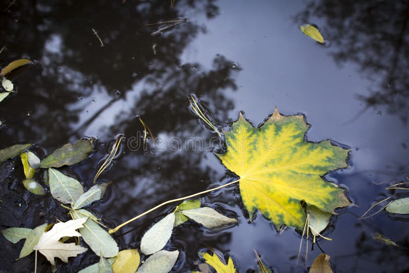 Maple Leaf stock photo. Image of maple, pool, reflection - 61401478