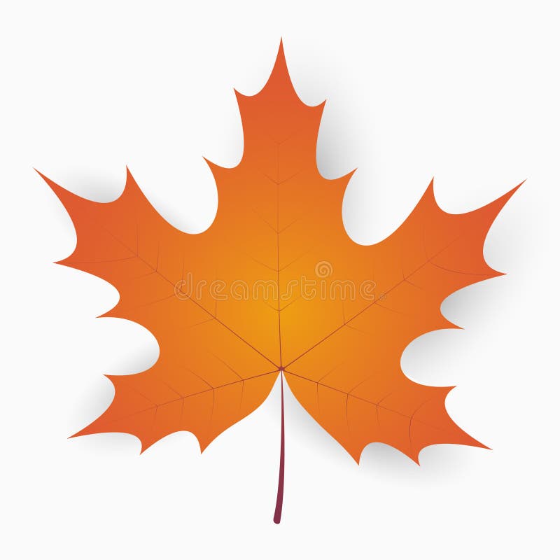 Maple Leaf. Autumn Realistic Leaf with Shadow. Vector. Stock Vector ...