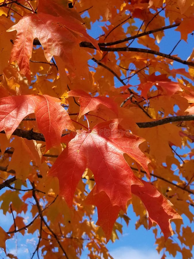 Maple Leaf, Leaf, Autumn, Tree Stock Photo - Image of orange, spring ...