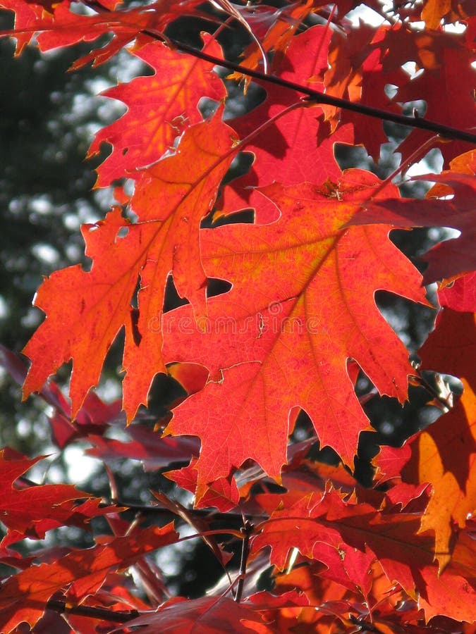 Maple Leaf, Leaf, Autumn, Maple Tree Stock Image - Image of leaf, tree ...