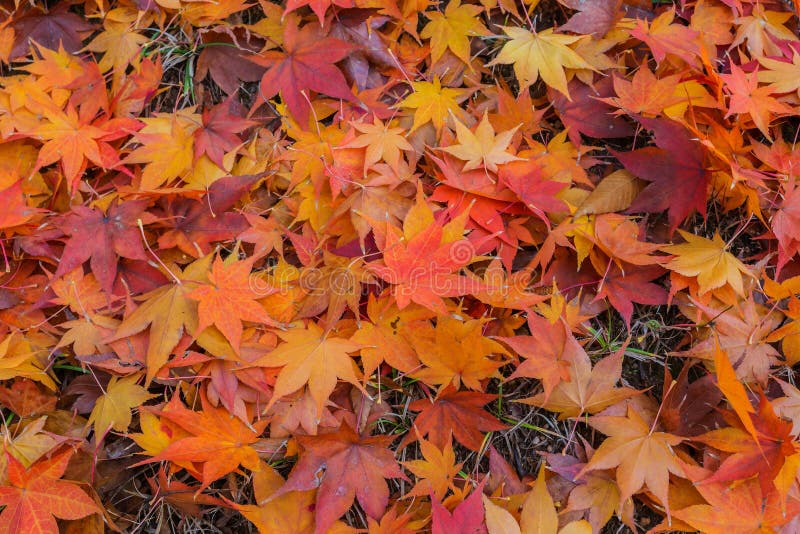 Maple Leaf in Autumn. stock photo. Image of murrey, maple - 79143182