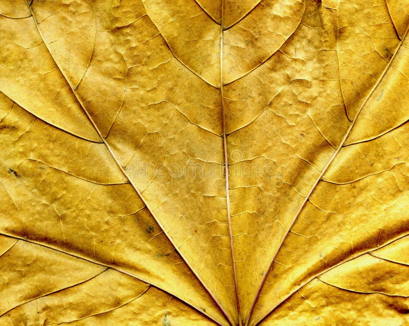 Maple leaf background stock image. Image of profile, maple - 15364505