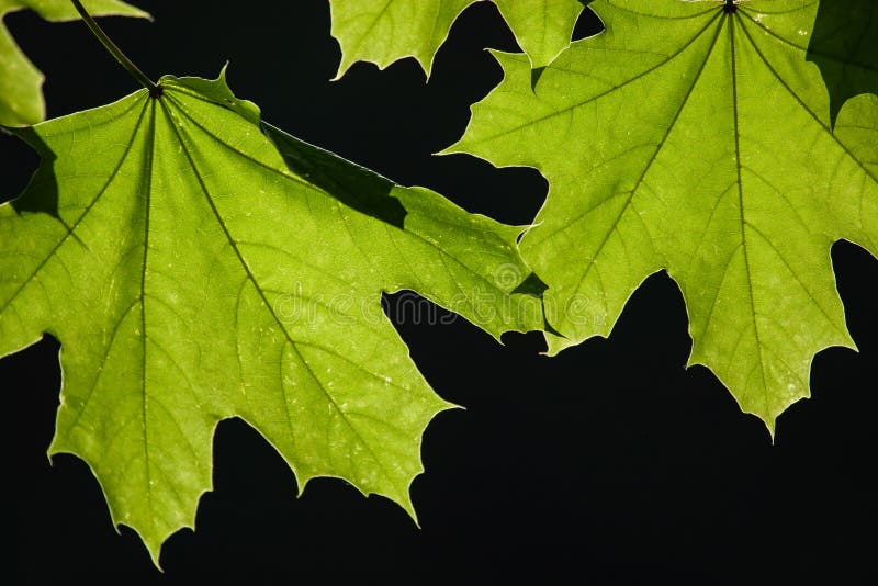 Maple Leaf on Black Background in Backlight. Stock Photo - Image of ...