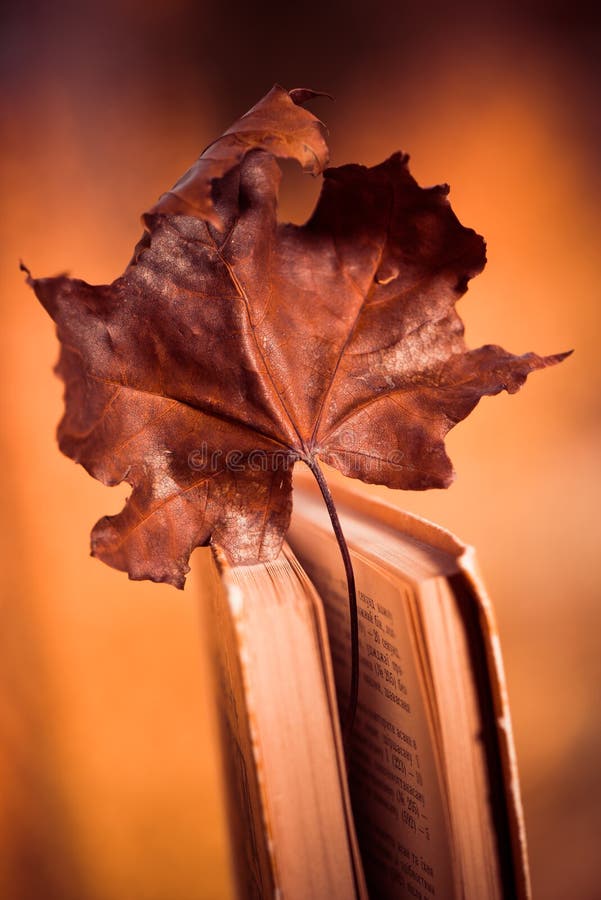 Maple leaf in book stock photo. Image of soft, vintage - 61579744