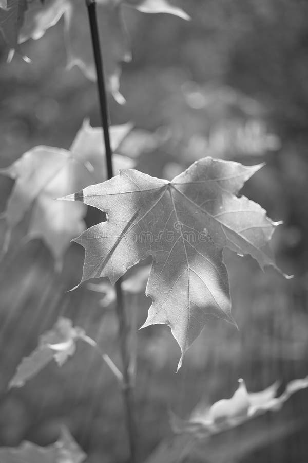 Maple Leaf on a Branch, Beautiful Light and Shadow, Bw Photo Stock ...