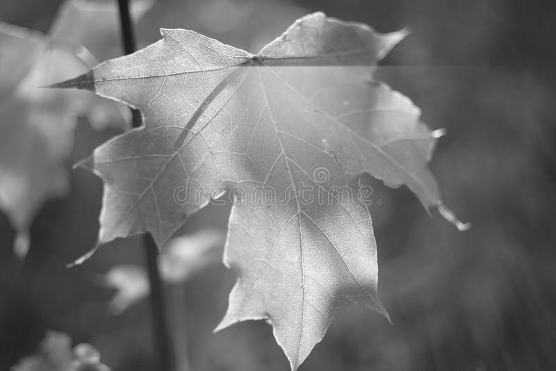 554 Bw Leaf Stock Photos - Free & Royalty-Free Stock Photos from Dreamstime