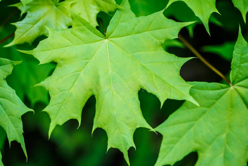 Maple leaf branch stock image. Image of environment, summer - 72442135