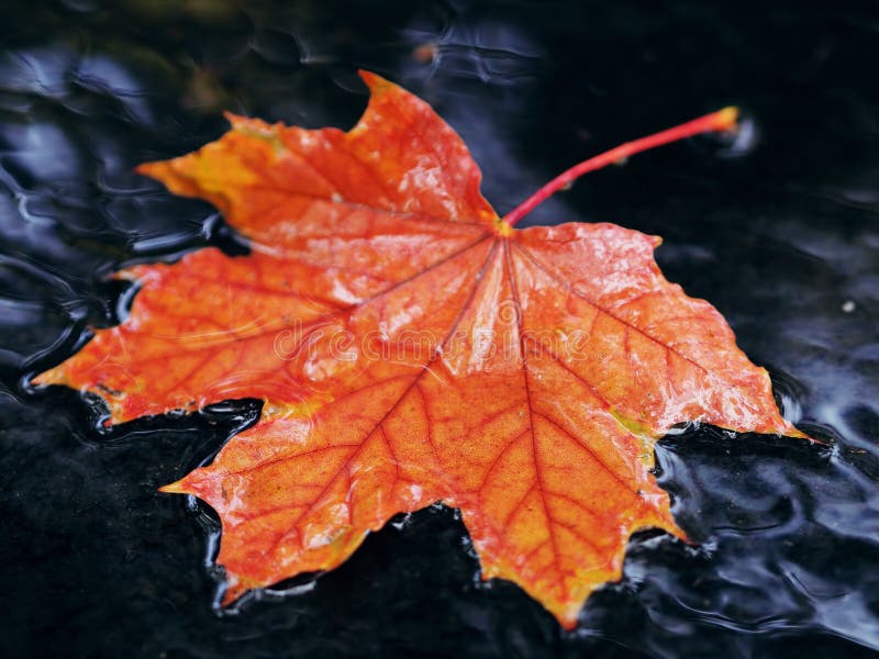 Maple Leaf Bright and Colorful Stock Image - Image of puddle, september ...