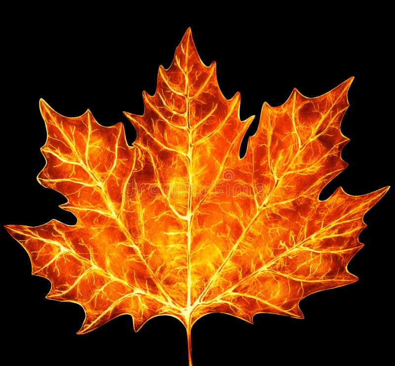 Flaming Tree or Burning Tree Stock Vector - Illustration of leaves ...