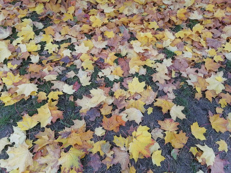 Maple Leaf Call. What Could Be More Beautiful and Delightful Stock ...