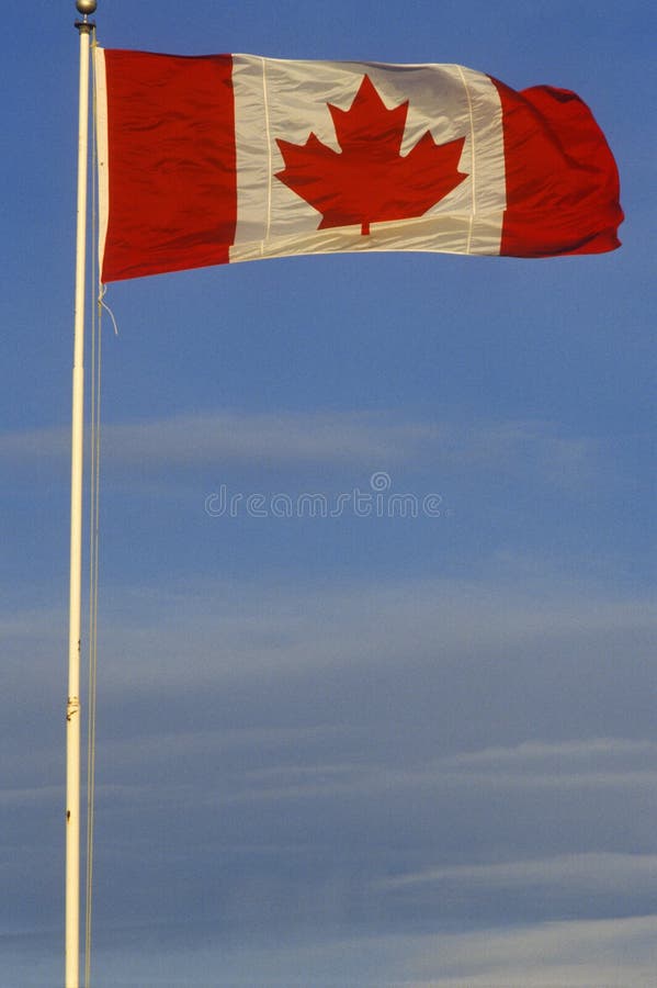 Maple Leaf Canadian Flag stock image. Image of outdoors - 52316005