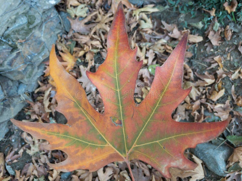 Maple Leaf Changes Color in Autumn Season Stock Image - Image of ...