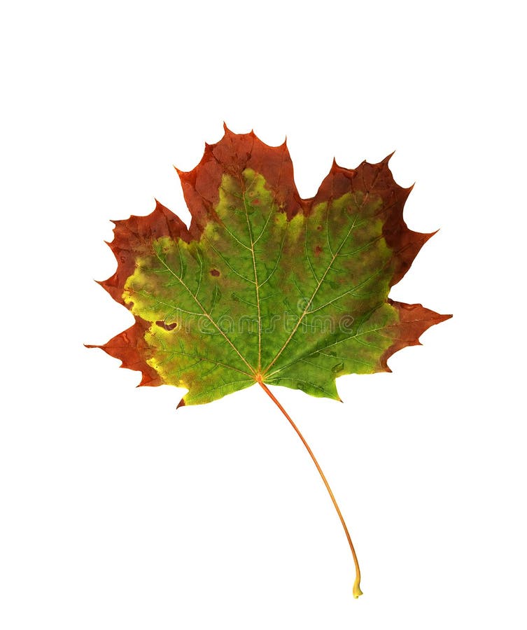 Maple Leaf Changing Color in Fall Stock Photo - Image of plant, flora ...