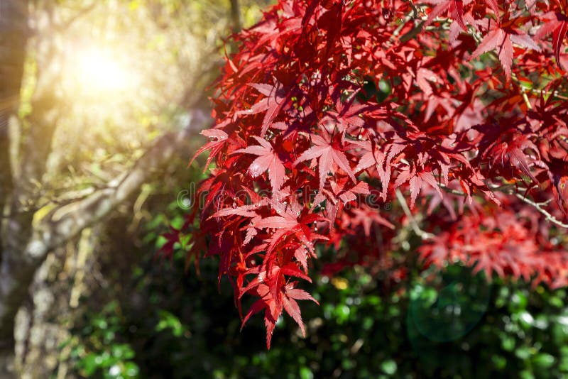 Maple Leaf., Three Maple Leaves Have Changed Color in Fall Stock Photo ...