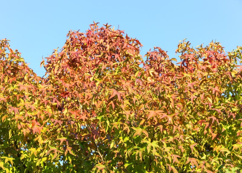 Maple Leaf with Clear Blue Sky Stock Image - Image of beautiful, japan ...