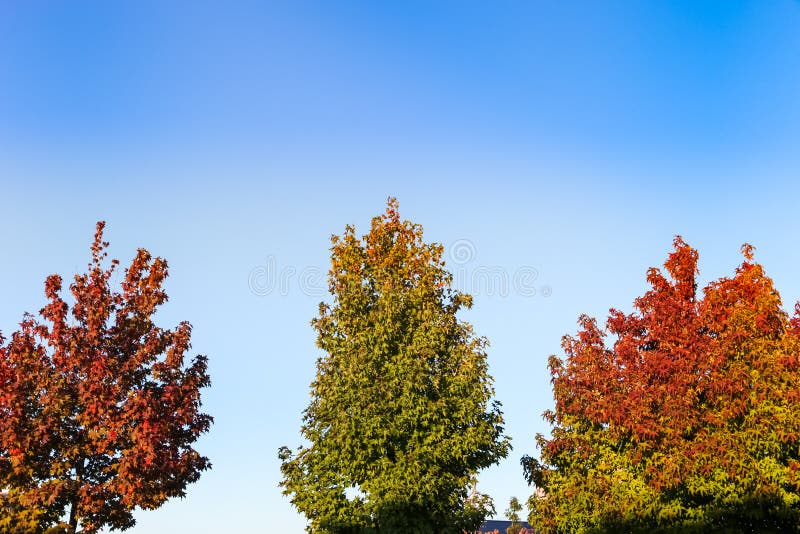 Maple Leaf with Clear Blue Sky Stock Image - Image of meadow, abstract ...