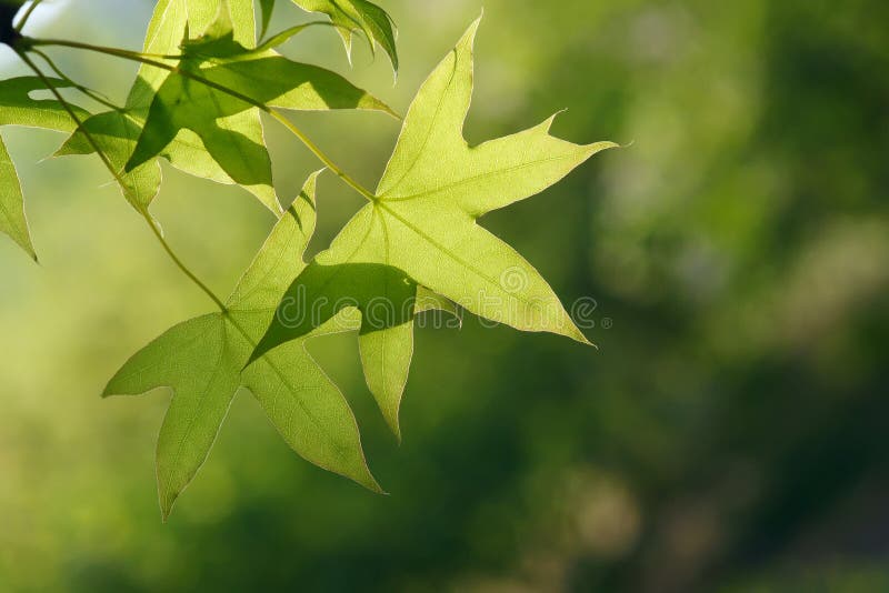 Maple leaf stock photo. Image of maple, plant, trees - 30615190