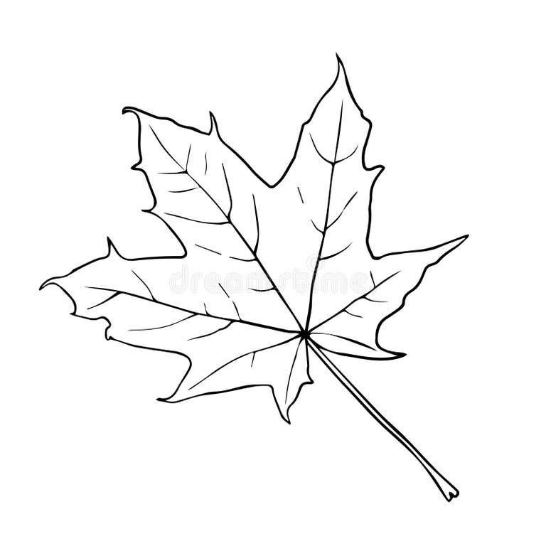 Maple Leaf Continuous One Line Art Drawing of Leaf Decorative Icon Outline Vector Art ...
