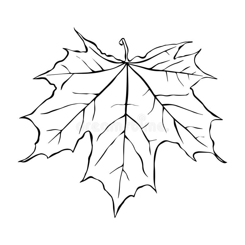 Vector Maple Leaf Line Drawing Stock Illustrations – 3,988 Vector Maple ...