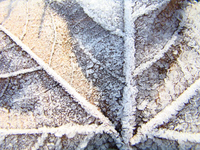 Maple Leaf Covered with a Frost 4 Stock Photo - Image of cold ...