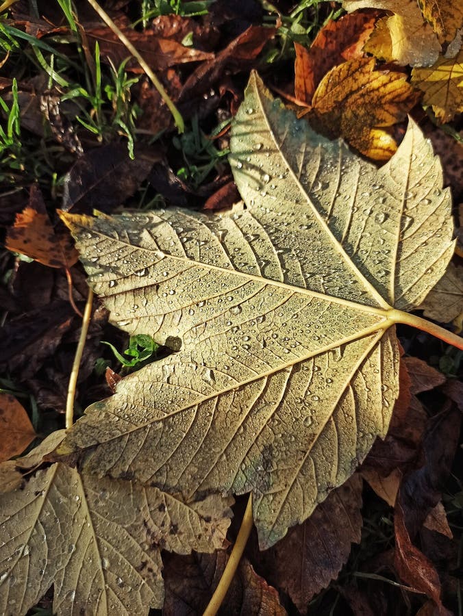 Maple Leaf Covered with Frost after Frost, Frost on Plants Stock Image ...