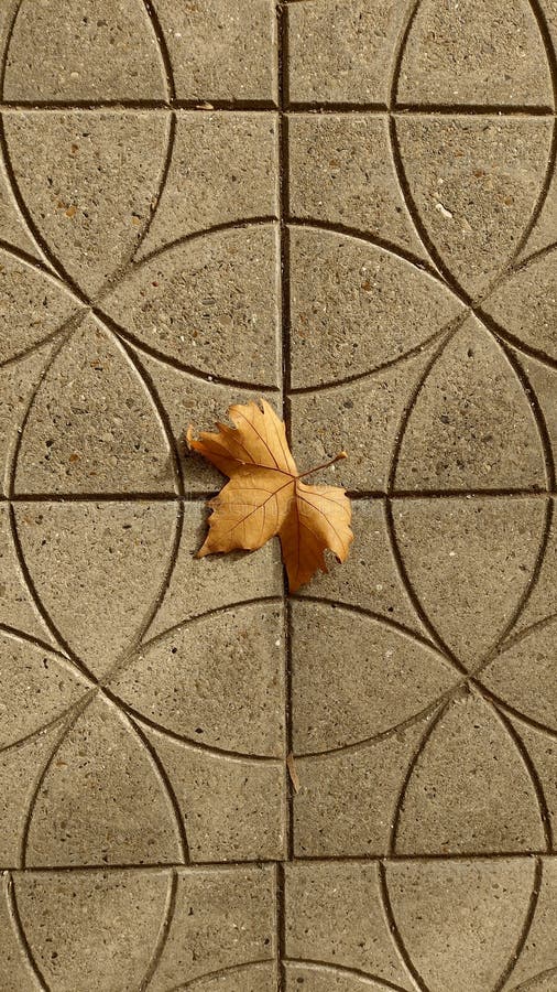 Maple Leaf on the floor stock image. Image of leaf, growth - 260073649