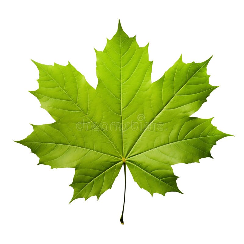 A Maple Leaf is Cut Out on a Transparent Background. Green Maple Leaf ...