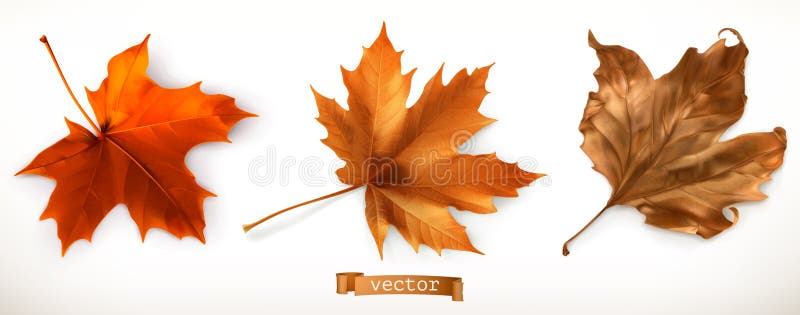 Maple Leaf. 3d Realistic Vector Icons Stock Vector - Illustration of ...