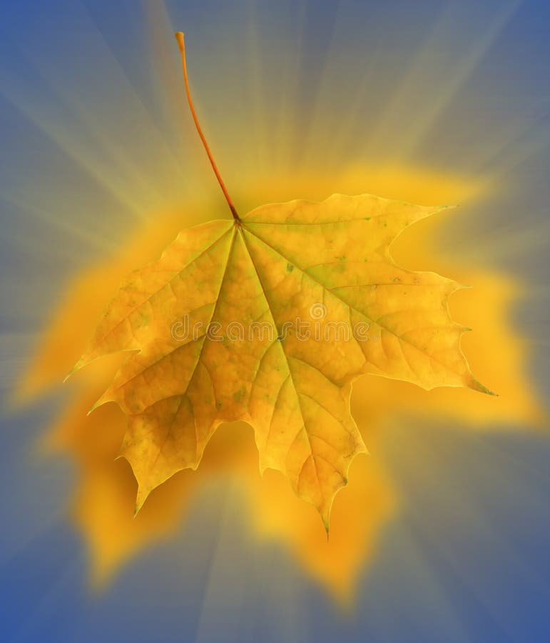 Maple-leaf on a Dark Blue Background Stock Photo - Image of bright ...
