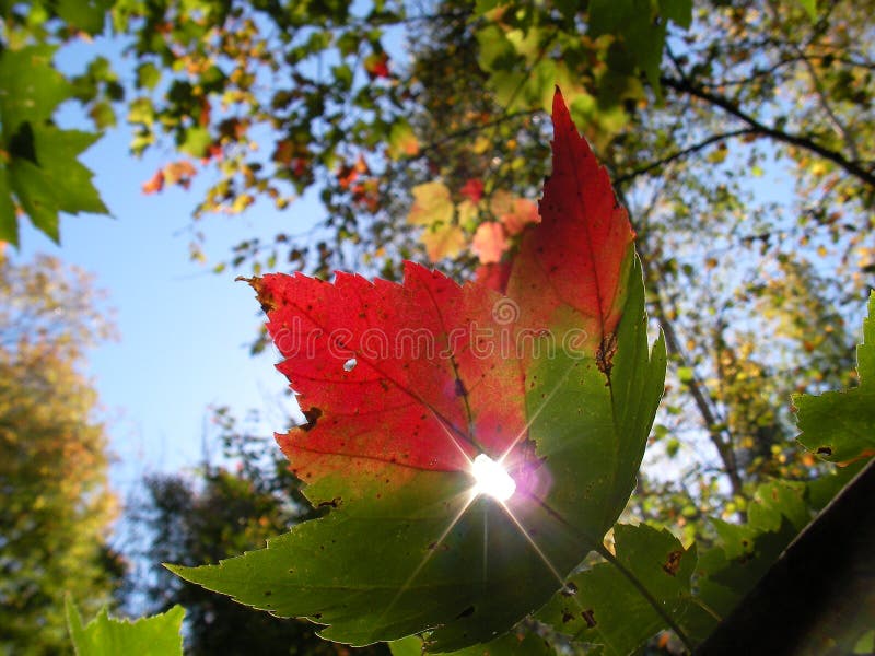 Maple Leaf Detail, Canada in North America. Stock Photo - Image of ...