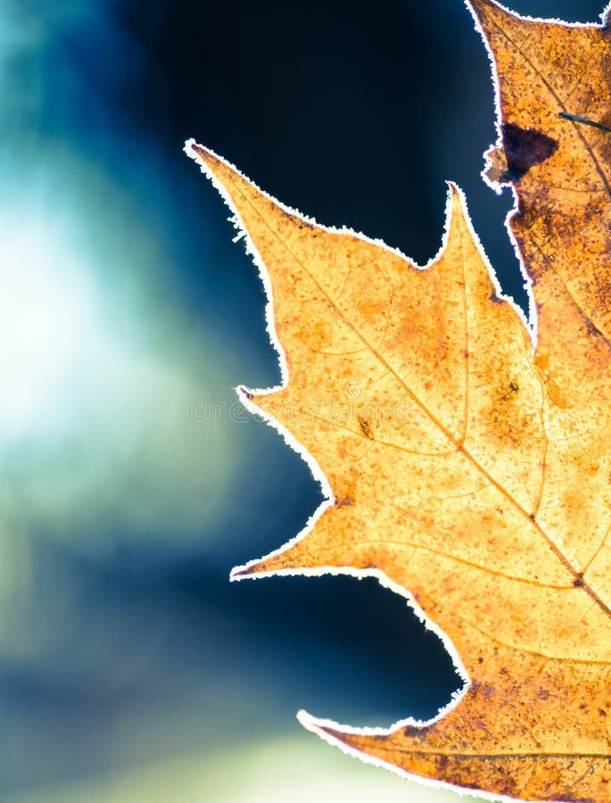 Maple Leaf Edge Close Up Against Dark Background Stock Image - Image of ...