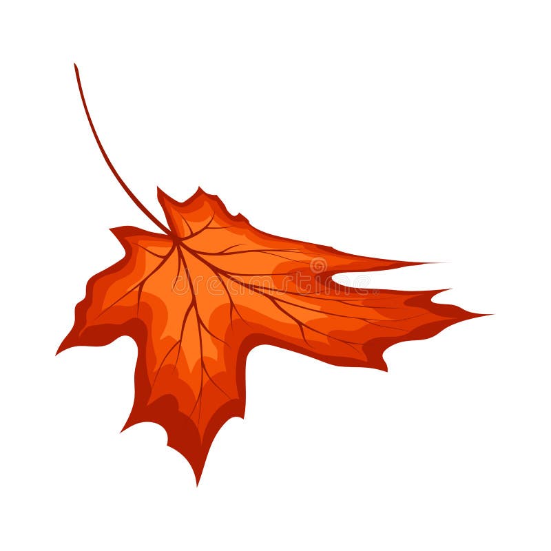 Maple Leaf stock illustration. Illustration of foliage - 259088386