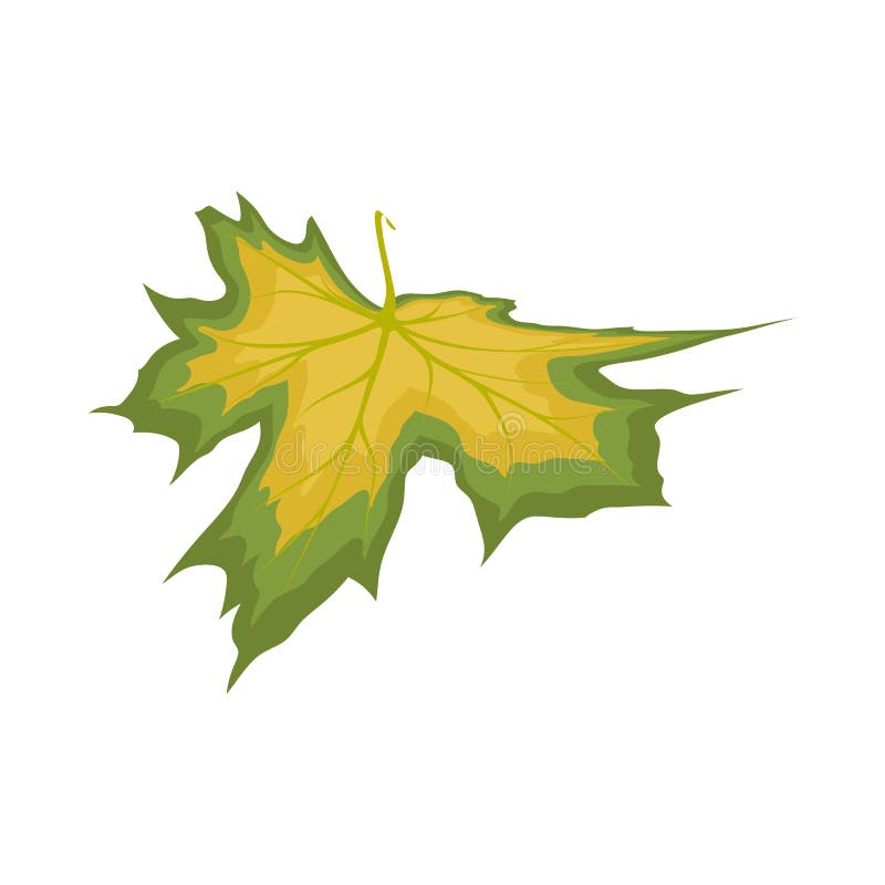 Maple Leaf stock vector. Illustration of autumn, foliage - 259088390