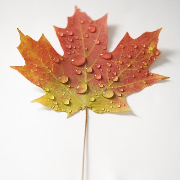 3,682 Sugar Maple Leaf Stock Photos - Free & Royalty-Free Stock Photos ...