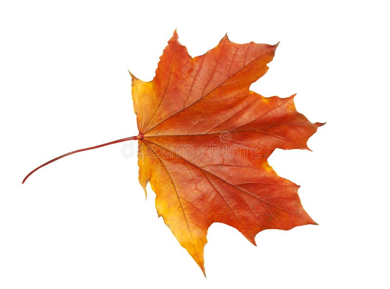 Maple leaf in fall colors stock image. Image of nature - 80383651