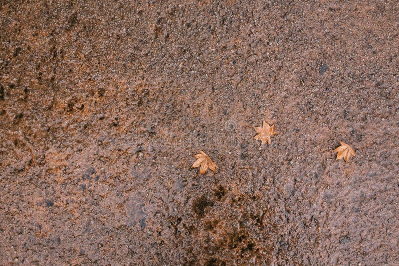 Maple Leaf Fall on Ground during Autumn Stock Photo - Image of pattern ...