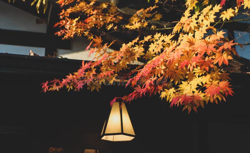 Maple Leaf in Fall Season when Sunshine in the Park in Japan Stock ...