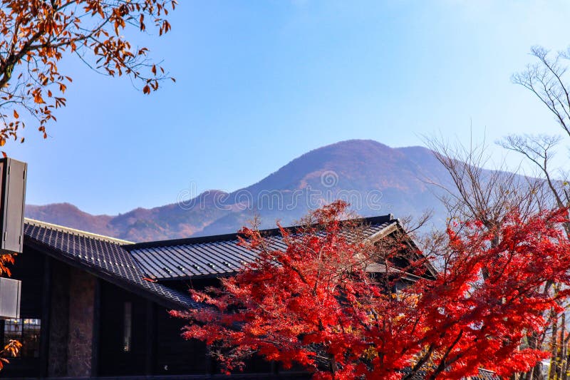 Maple Leaf in Fall Season when Sunshine in the Park in Japan Stock ...