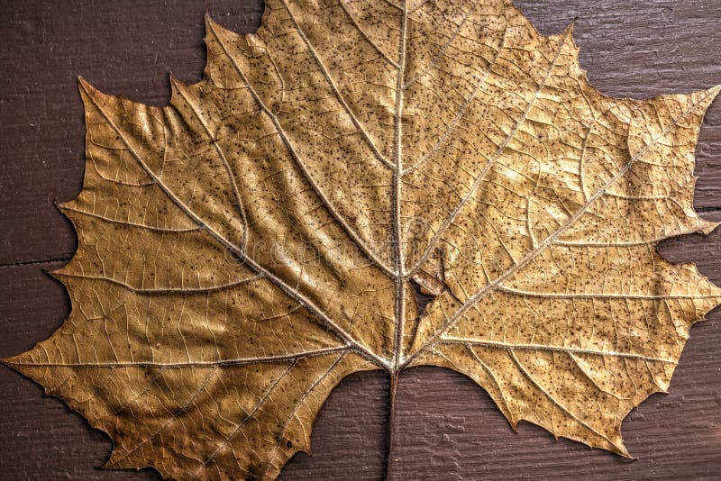 Maple leaf with feather stock image. Image of canada - 57067439