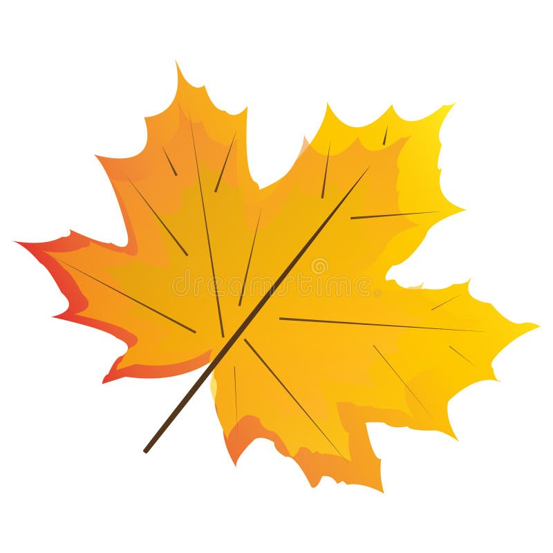 Maple leaf, fall stock vector. Illustration of botanical - 312295929