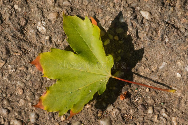 Green Maple Leaf with Rusty Edges Stock Image - Image of produce ...