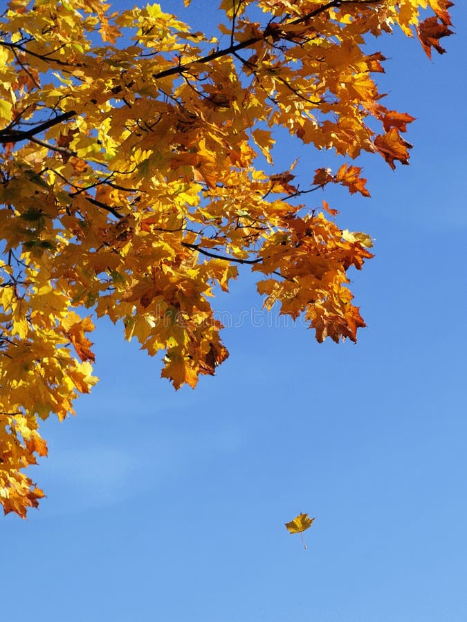 Leaf Falling from Tree stock photo. Image of eaves, autumn - 11878880