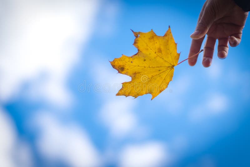 Maple Leaf Falling in Autumn Stock Photo - Image of falling, evening ...