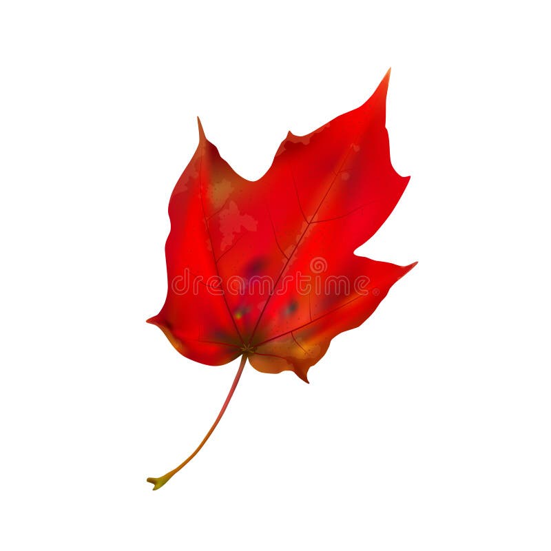 Maple leaf stock vector. Illustration of maple, leaf - 42489546