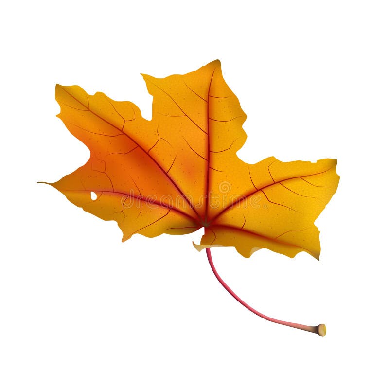 Dry maple leaf stock vector. Illustration of autumn, isolated - 61148222