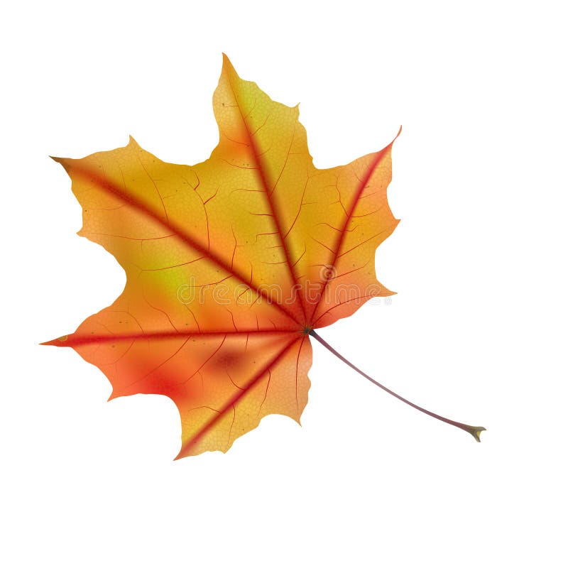Fall triangular maple leaf stock vector. Illustration of dropped - 45220505